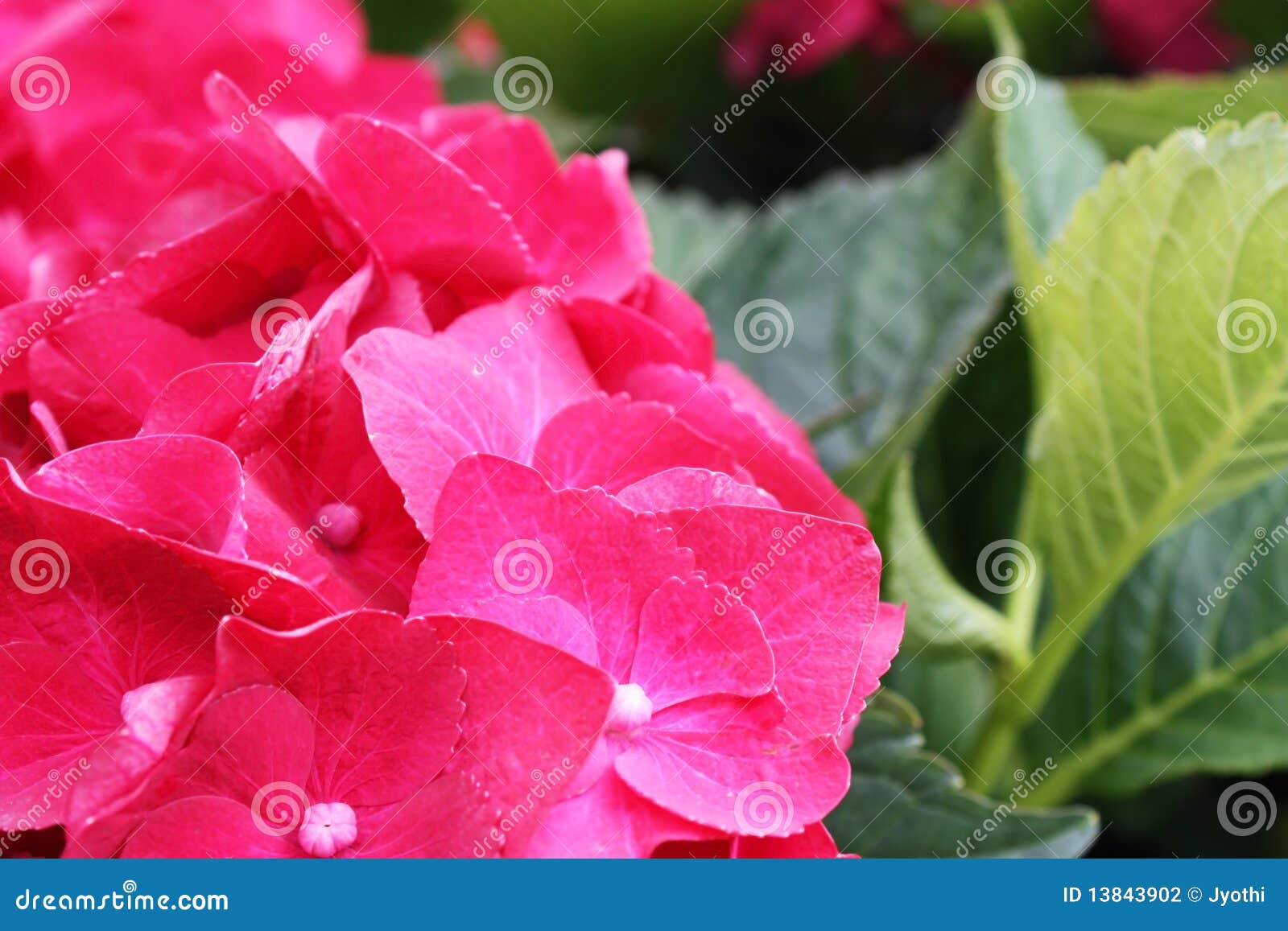 12,447 Bright Pink Hydrangea Stock Photos - Free & Royalty-Free Stock ...