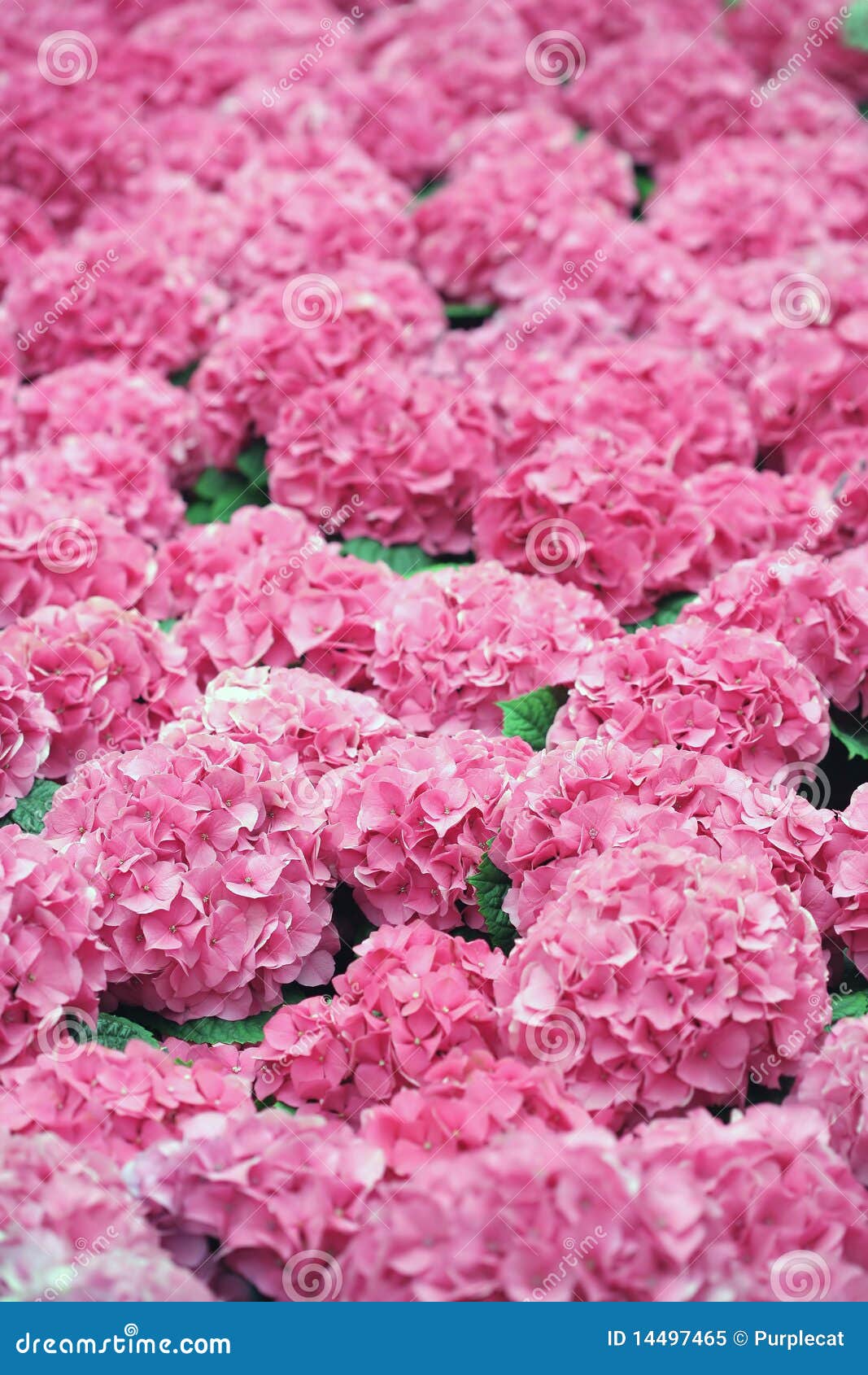 Pink hydrangea stock image. Image of focus, bright, macro - 14497465