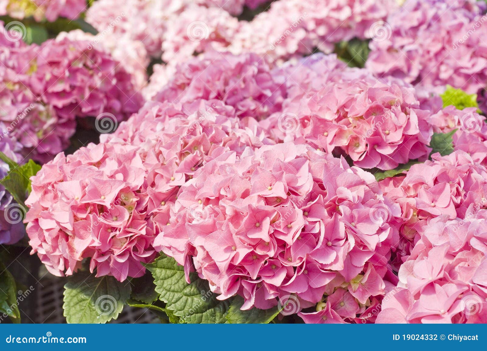 Pink Hydrangea stock photo. Image of spring, blooming - 19024332