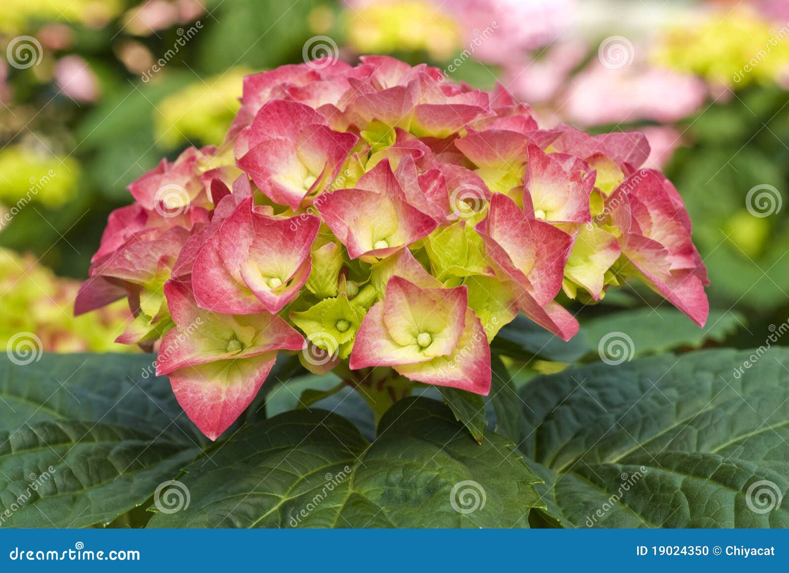 Pink Hydrangea stock photo. Image of pink, macro, flower - 19024350