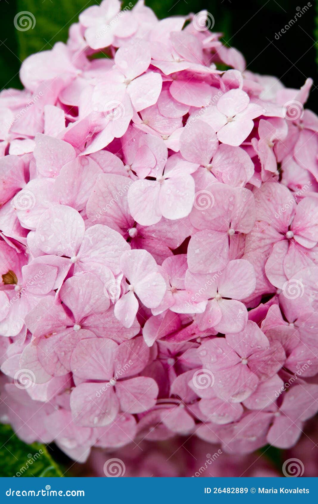 Pink hydrangea stock image. Image of freshness, life - 26482889