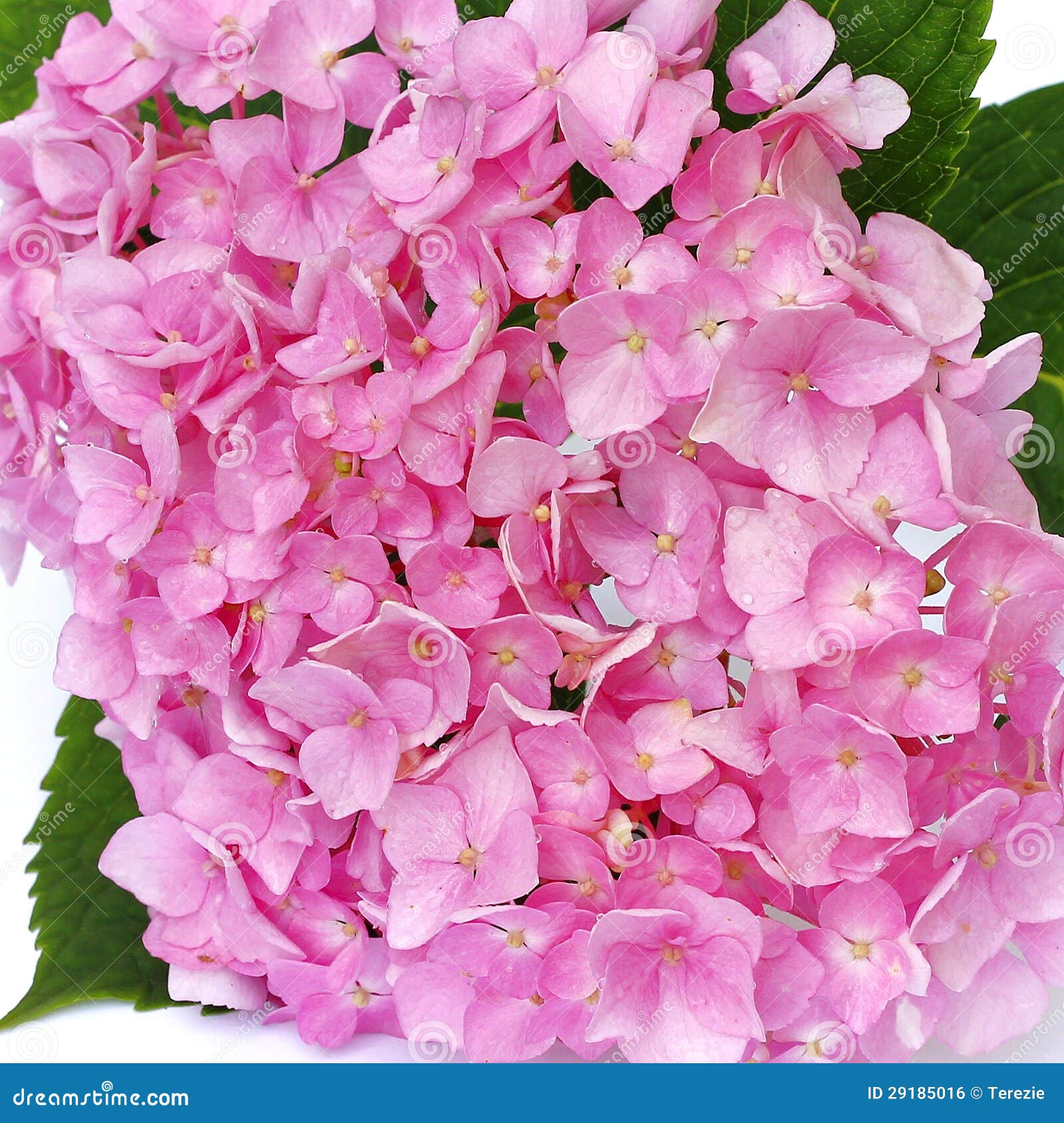 Pink hydrangea stock photo. Image of background, closeup - 29185016