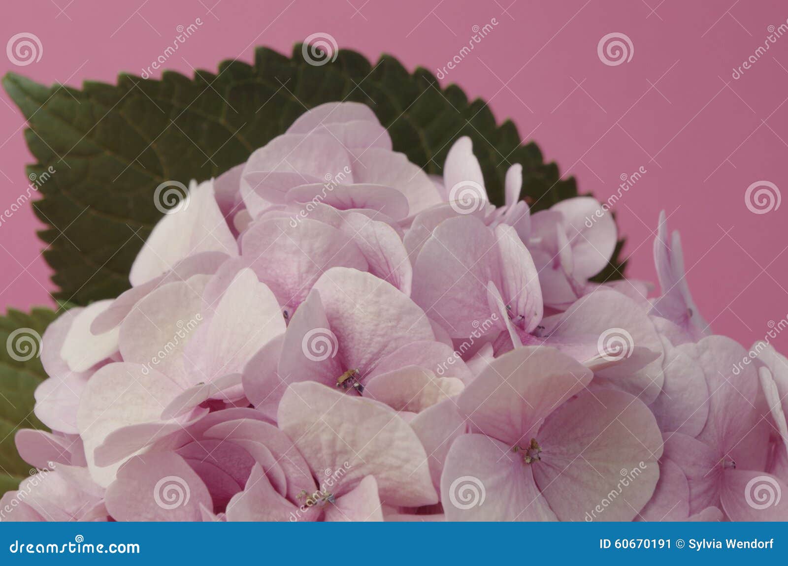 Pink hydrangea stock image. Image of hydrangea, inside - 60670191