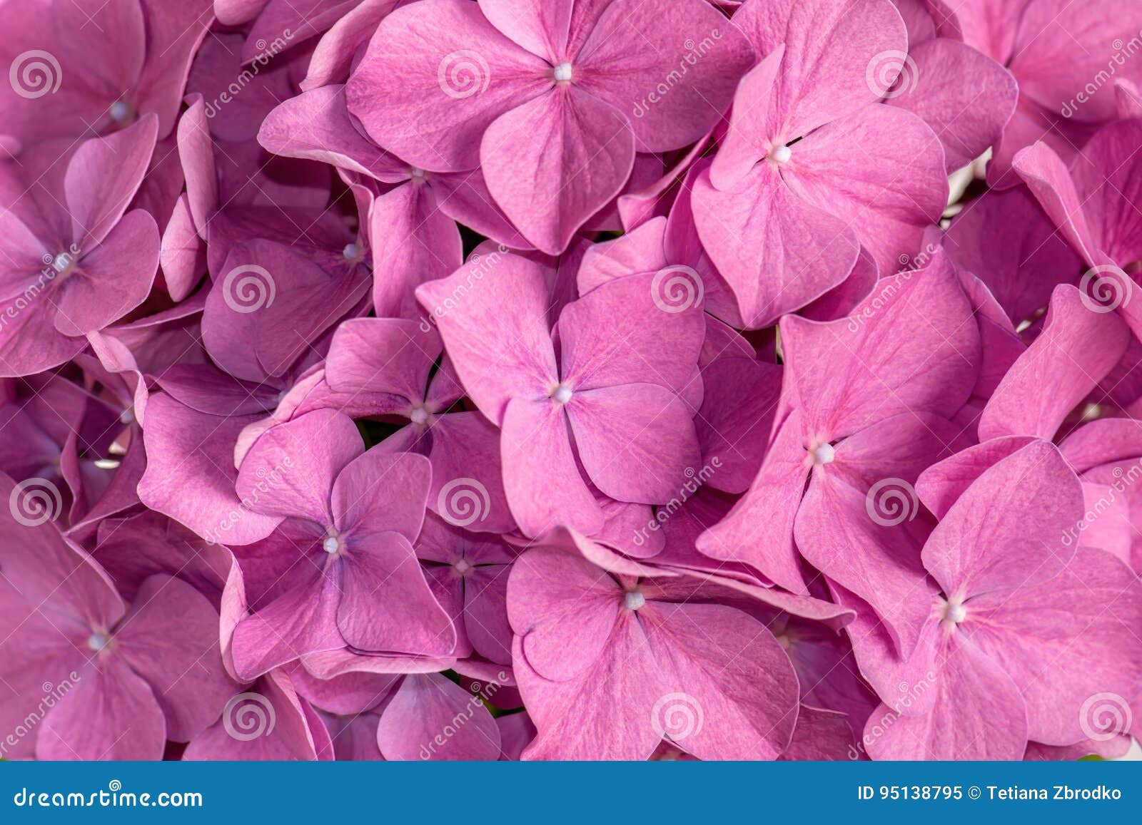 Pink hydrangea background stock image. Image of beauty - 95138795