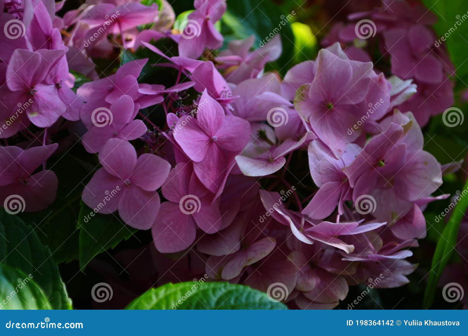 Pink Hydrangea on the Background of Leaves. Nature Stock Photo - Image ...
