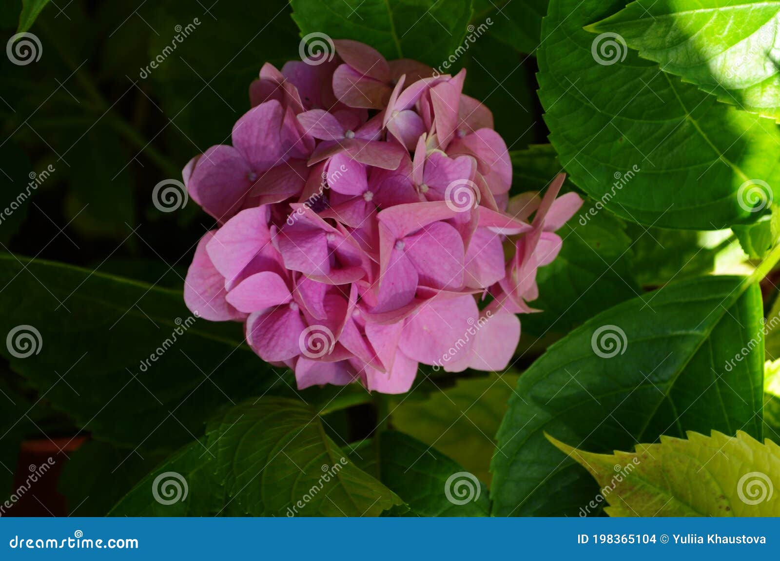 Pink Hydrangea on the Background of Leaves. Nature Stock Photo - Image ...