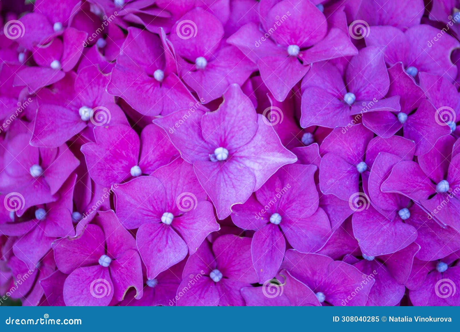 Pink Hydrangea Background. Pink Flowers Pattern Stock Image - Image of ...