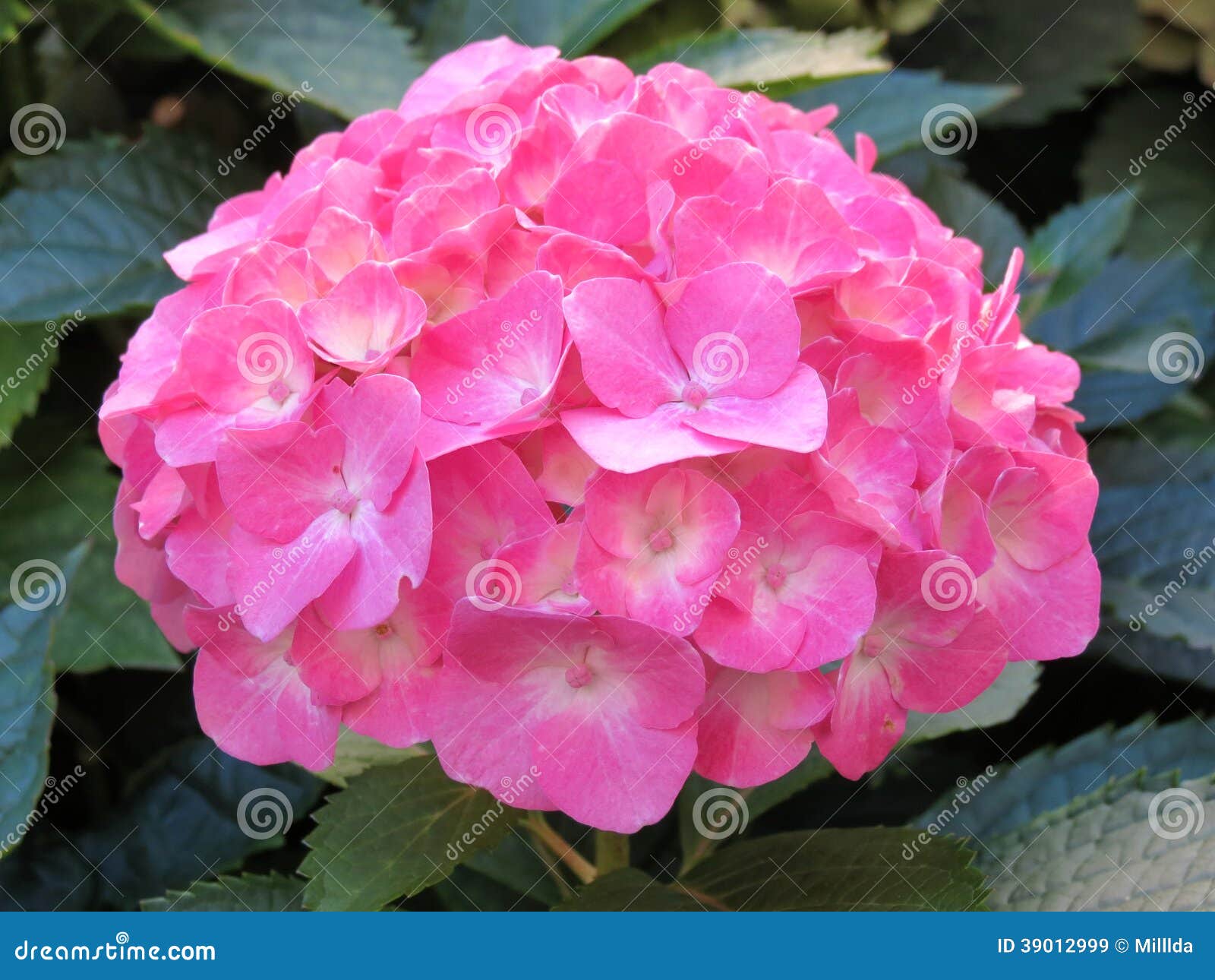 Pink hydrangea stock image. Image of leaves, macro, garden - 39012999