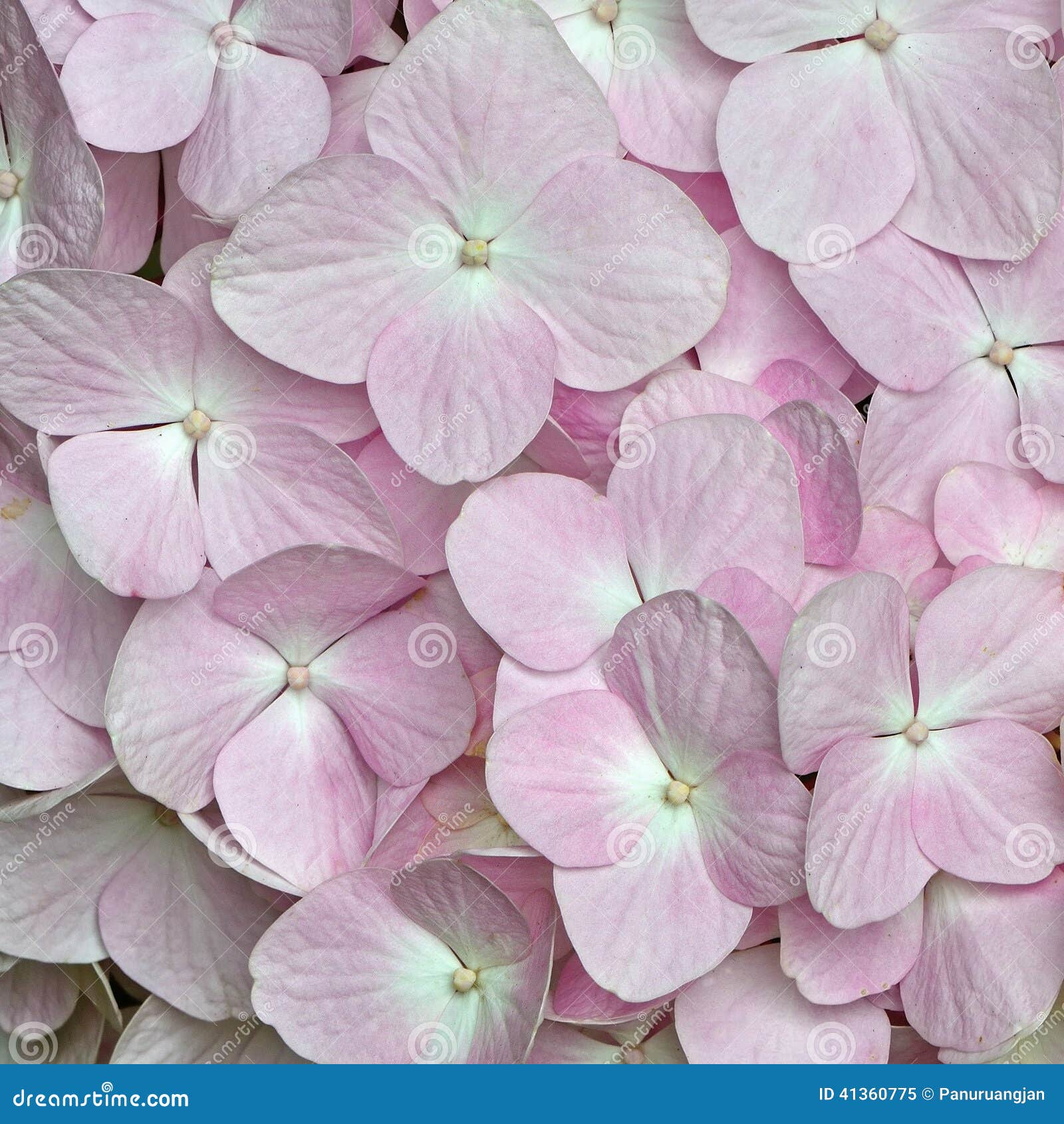 Pink Hydrangea stock image. Image of flowers, blurred - 41360775