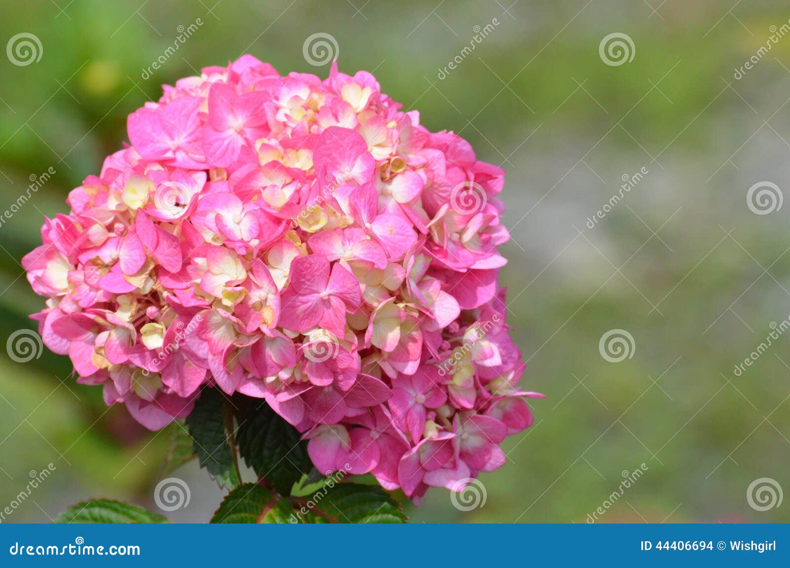 Pink Hydrangea stock photo. Image of showing, centers - 44406694