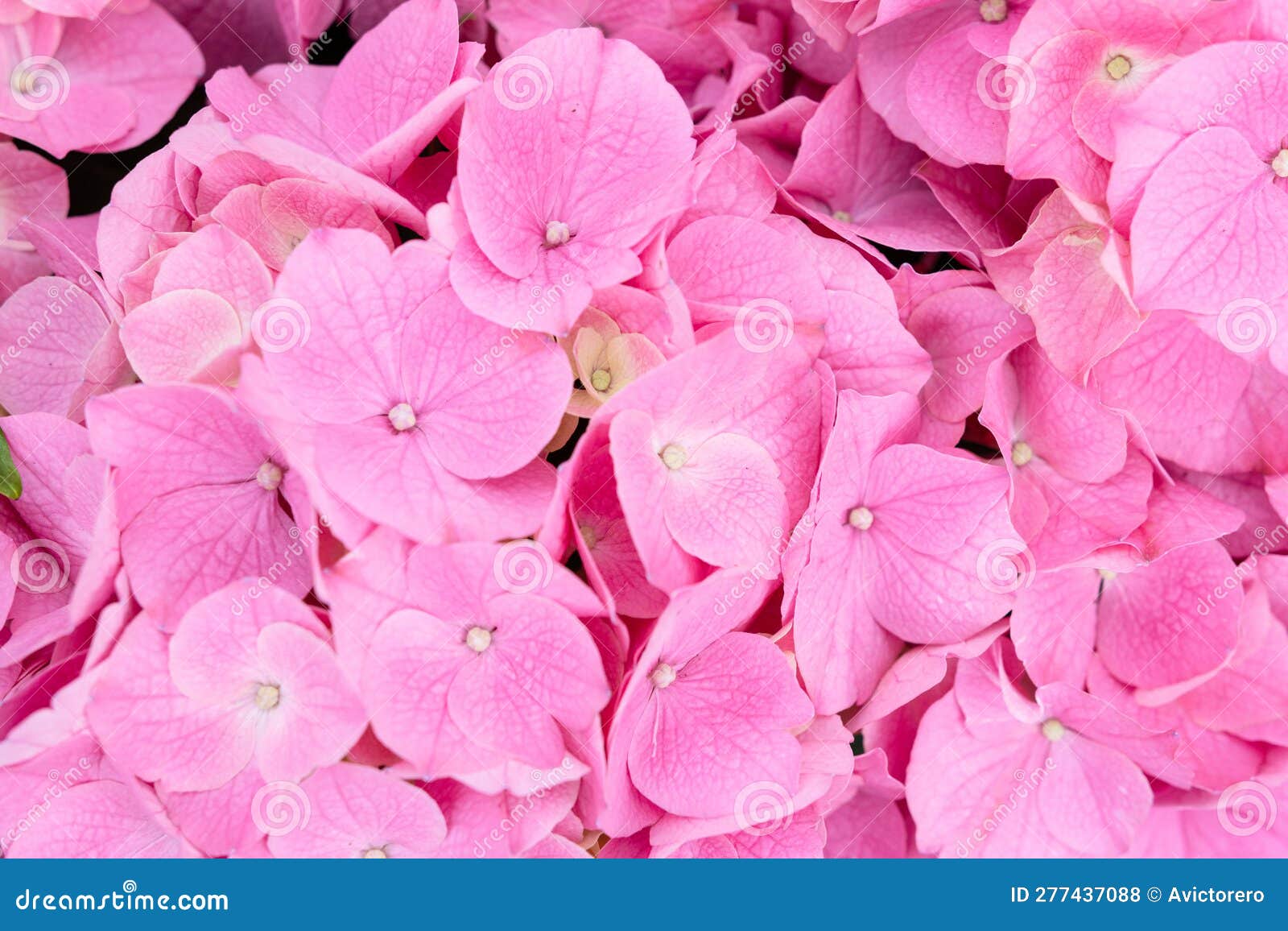 Pink Hydrangea Flower Background Texture Stock Photo - Image of blossom ...
