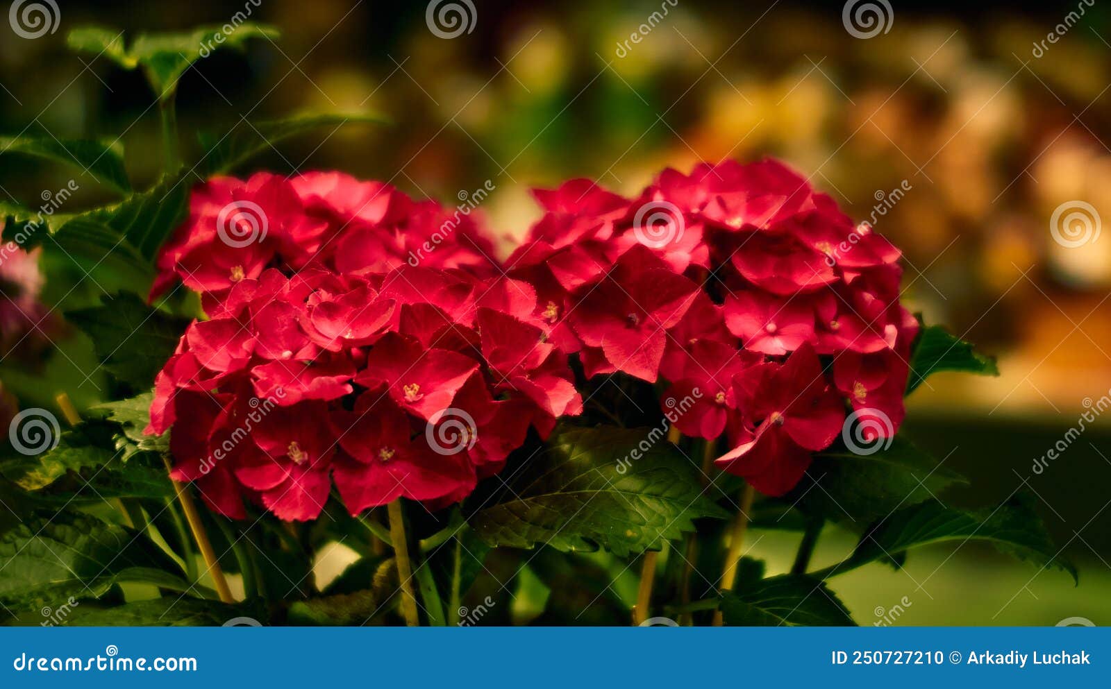 Pink Hydrangea Flower on a Blurred Background. Landscape Design Concept ...