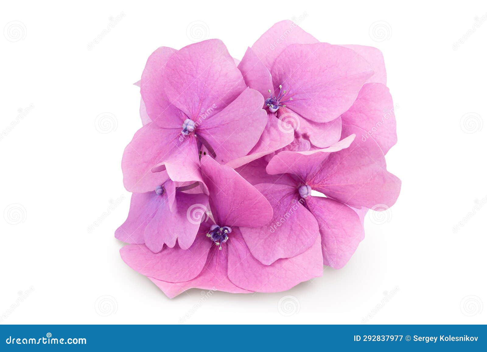 Pink Hydrangea Flower Isolated on White Background Stock Image - Image ...