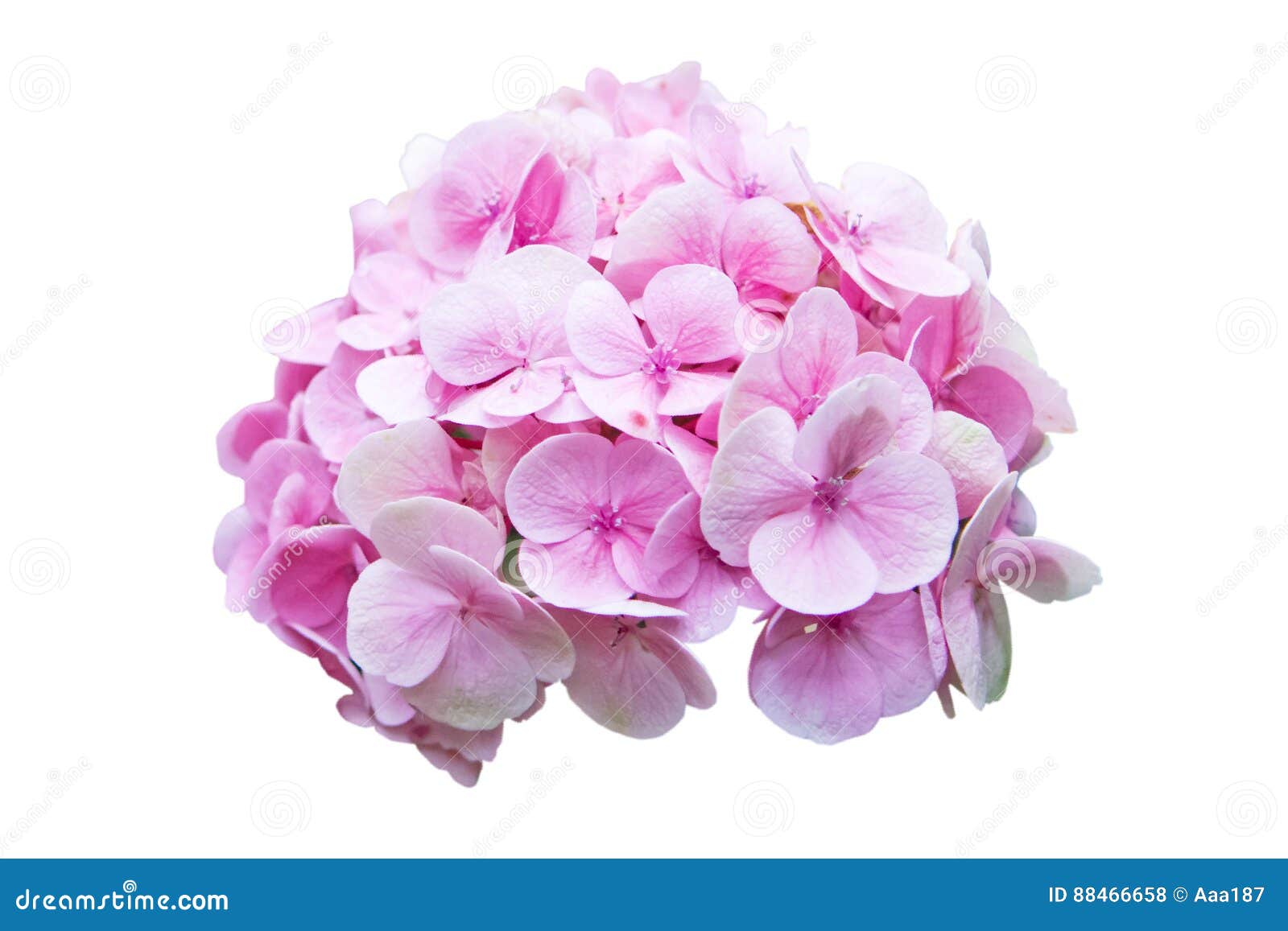 Pink Hydrangea Flower Isolation on White Stock Photo - Image of floral ...