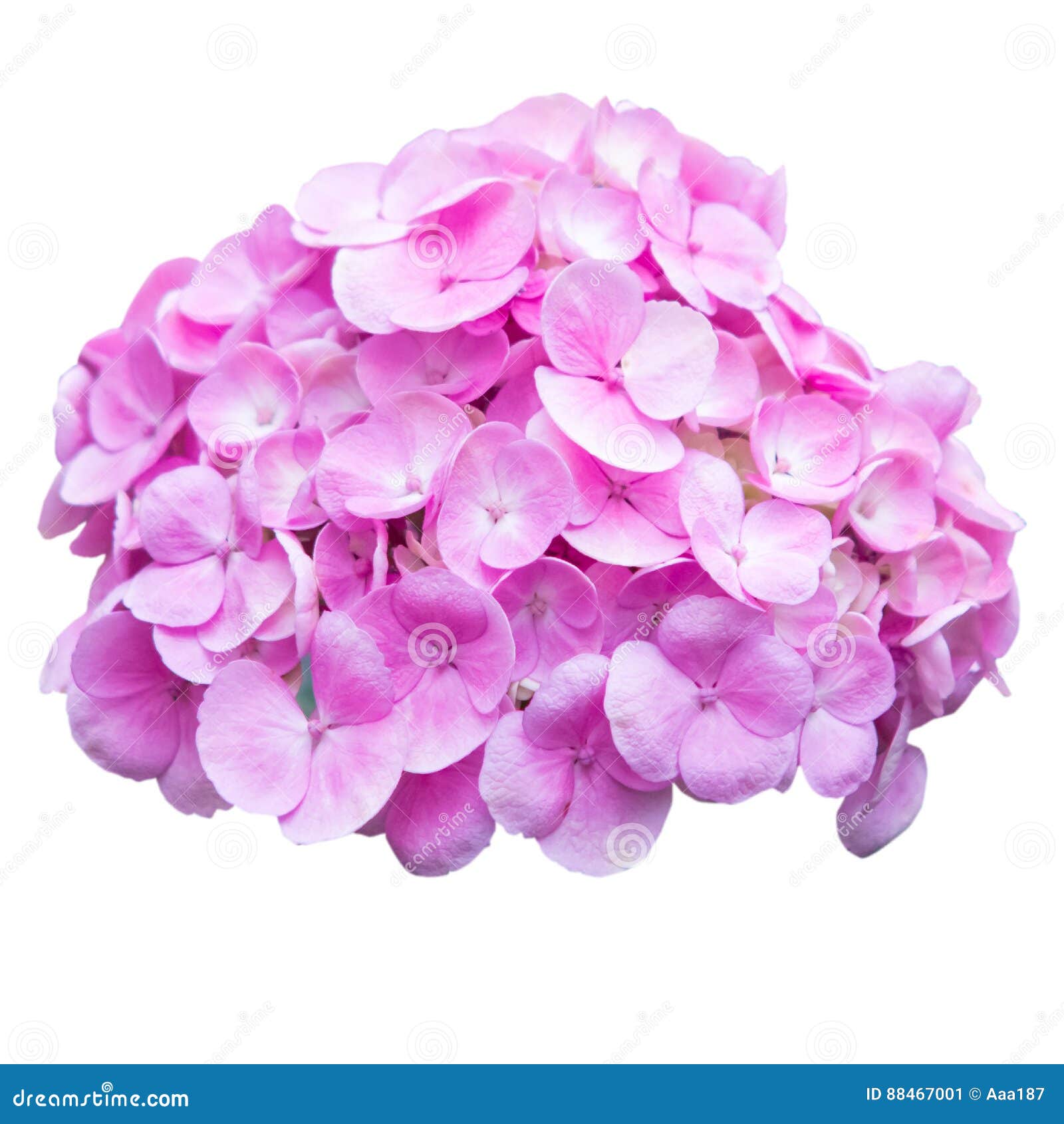Pink Hydrangea Flower Isolation on White Stock Image - Image of bloom ...