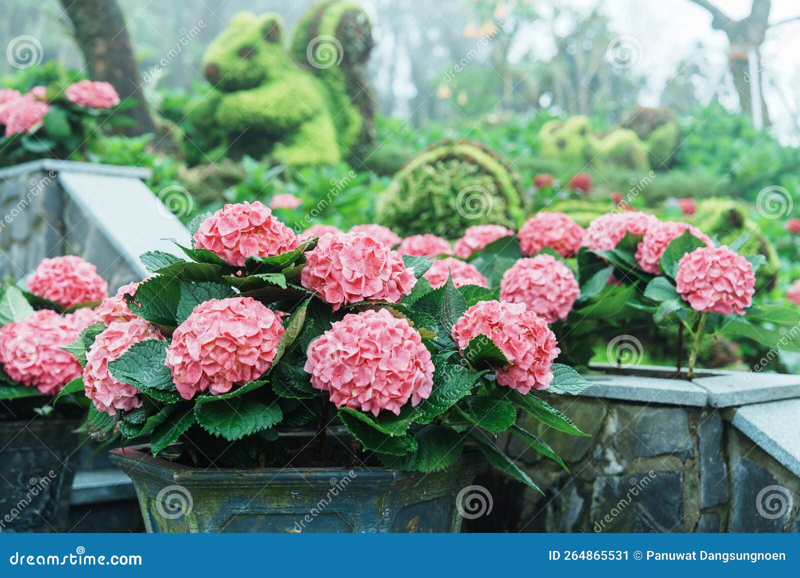 Pink Hydrangea Flower or Hydrangea Macrophylla Blooming in Spring ...