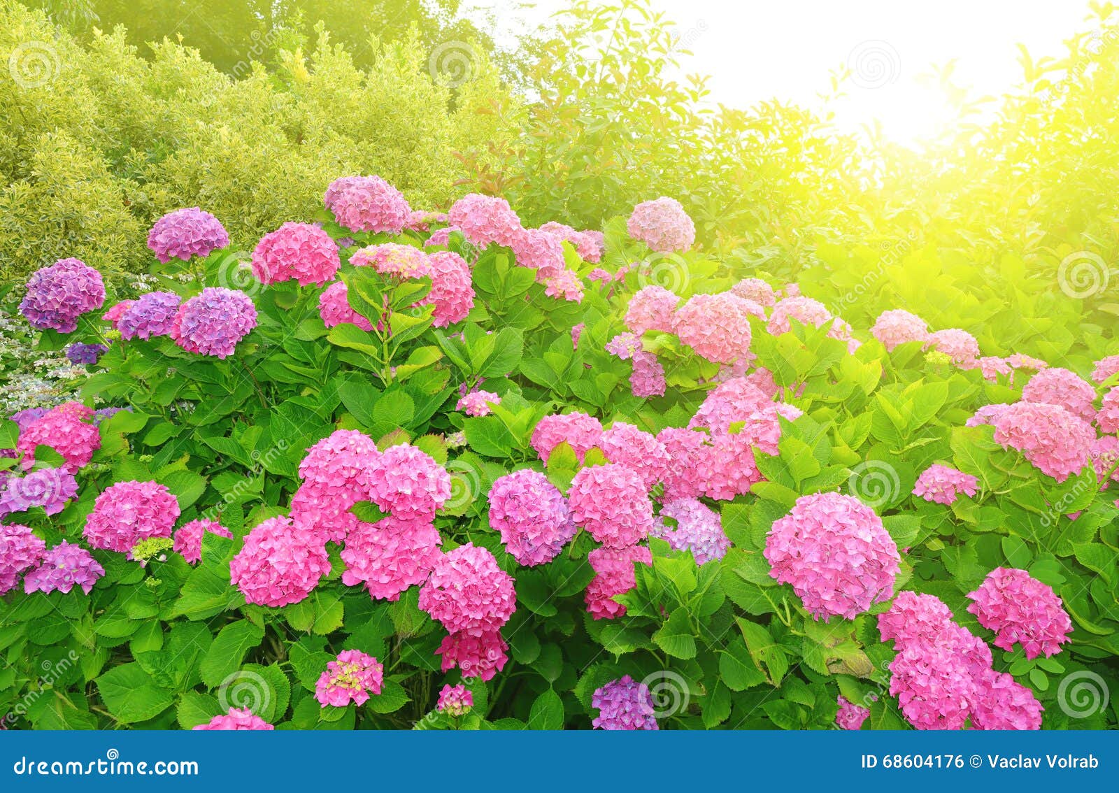 Pink Hydrangea flower stock photo. Image of hydrangea - 68604176