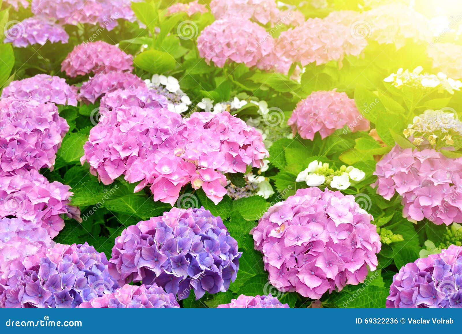 Pink Hydrangea flower stock photo. Image of sunlight - 69322236