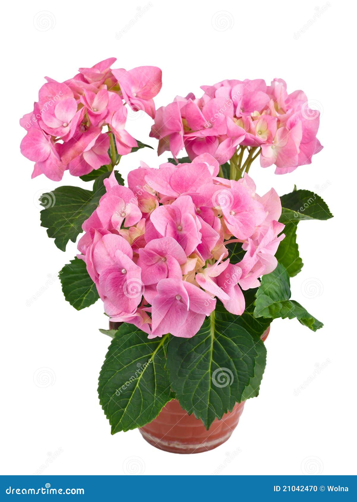 Pink Hydrangea Flower in a Pot Stock Photo - Image of closeup, close ...