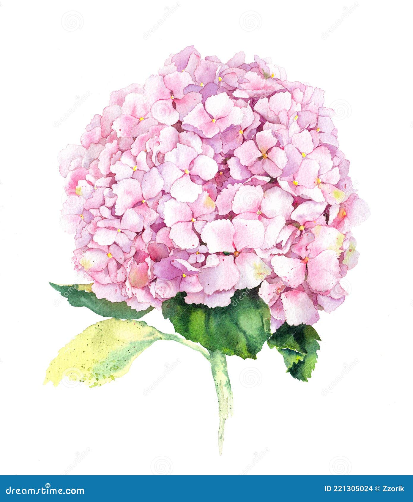Pink Hydrangea Flower. Watercolor Hand Painted Illustration Stock Photo ...