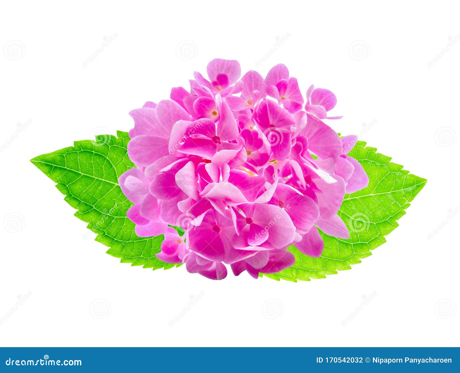 Pink Hydrangea Flower on White Stock Photo - Image of flora, details ...