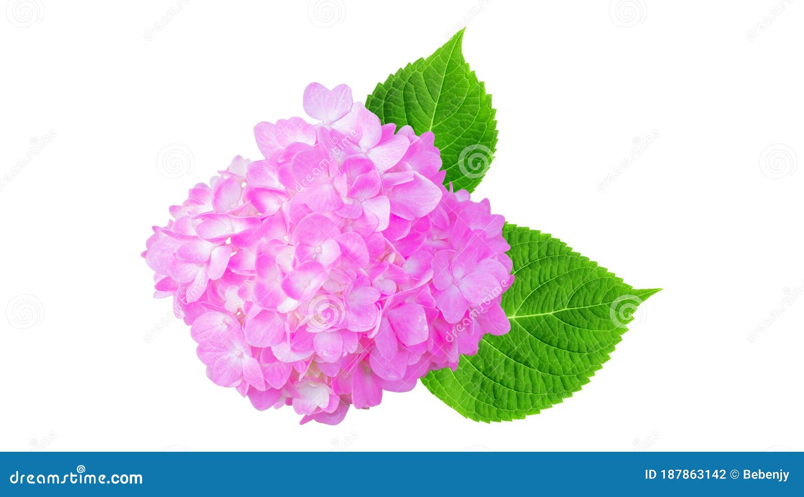 Pink Hydrangea Flower on a White Background Stock Photo - Image of ...