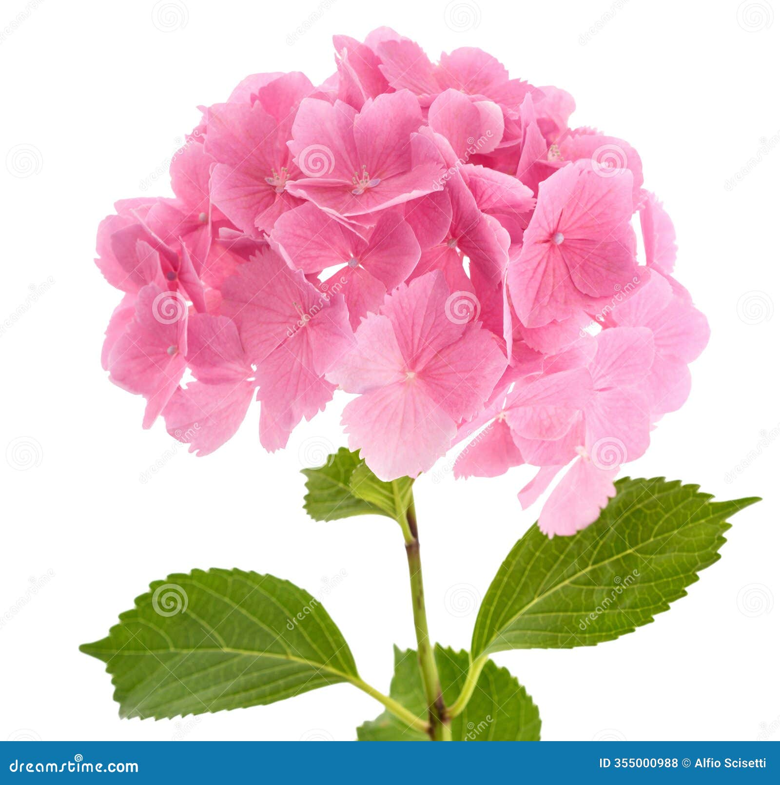 Pink Hydrangea flowers stock photo. Image of white, background - 355000988