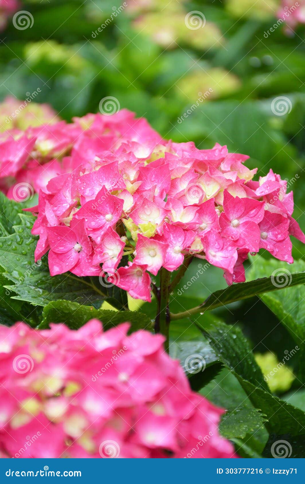 Pink Hydrangea Flowers Background Stock Photo - Image of bush, natural ...