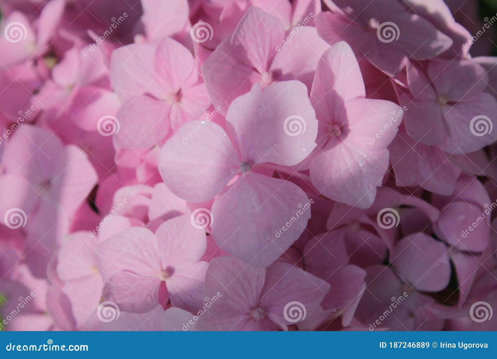 Pink Hydrangea Flowers, for Background. Stock Image - Image of plant ...