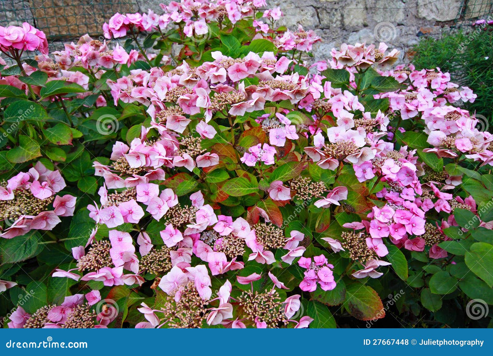 Pink Hydrangea Flowers Close Up Stock Photo - Image of colour ...