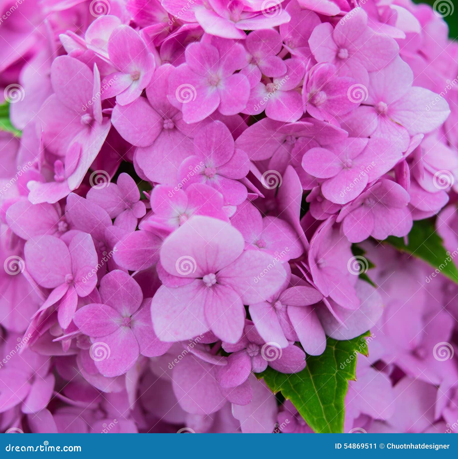 Pink hydrangea flowers stock image. Image of background - 54869511