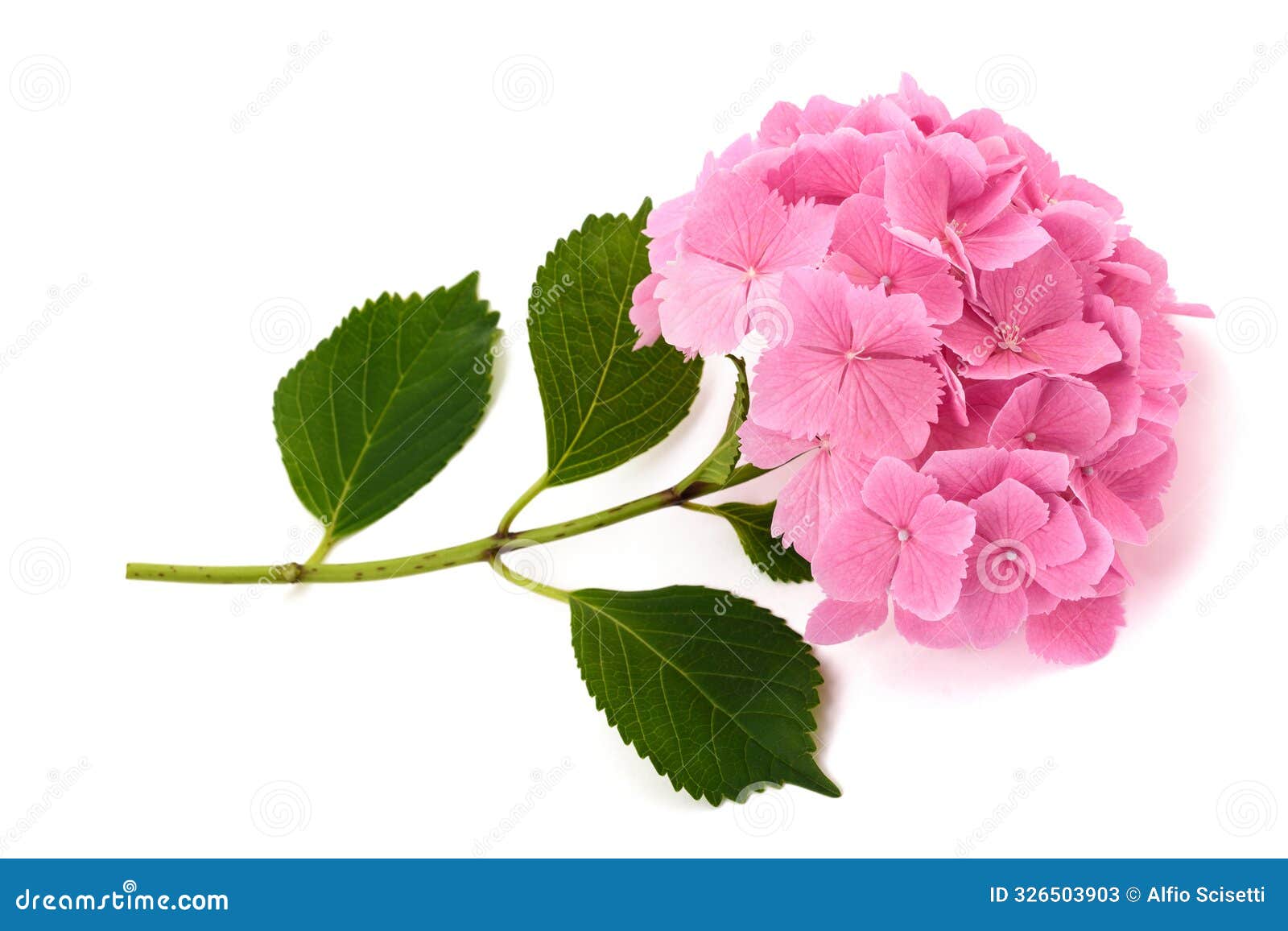 Pink Hydrangea flowers stock image. Image of nature - 326503903