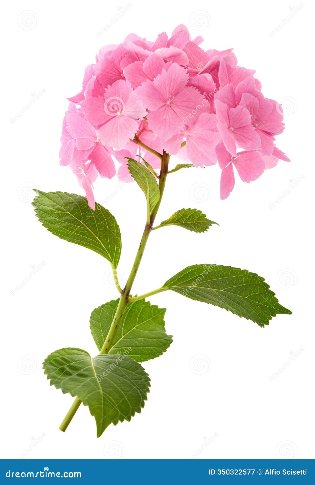 Pink Hydrangea flowers stock image. Image of hydrangea - 350322577