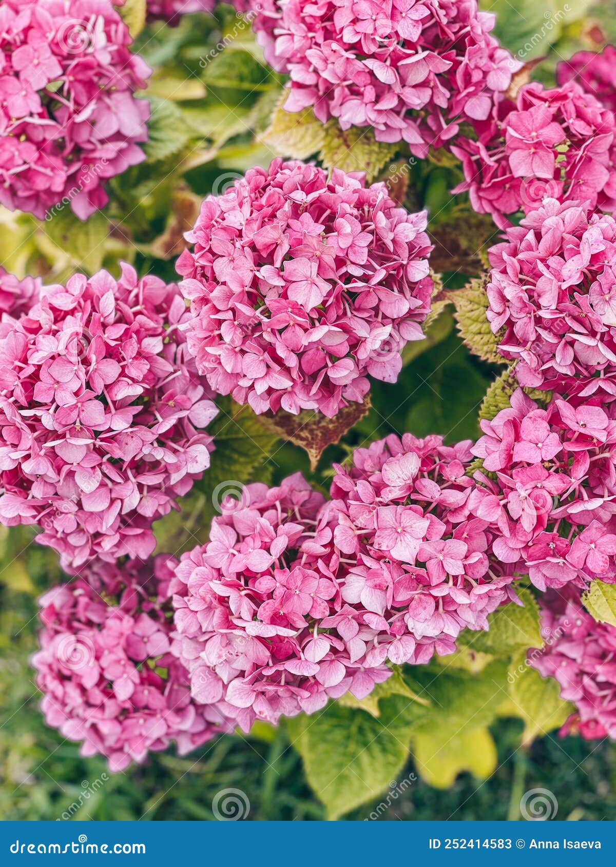 Pink hydrangea flowers stock image. Image of shrub, flowers - 252414583