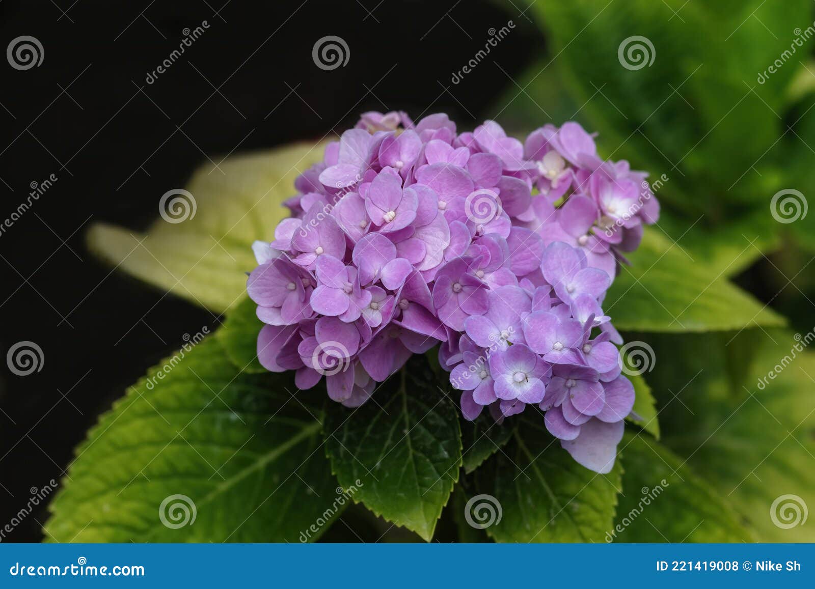 Purple Hydrangea flowers stock photo. Image of flower - 221419008