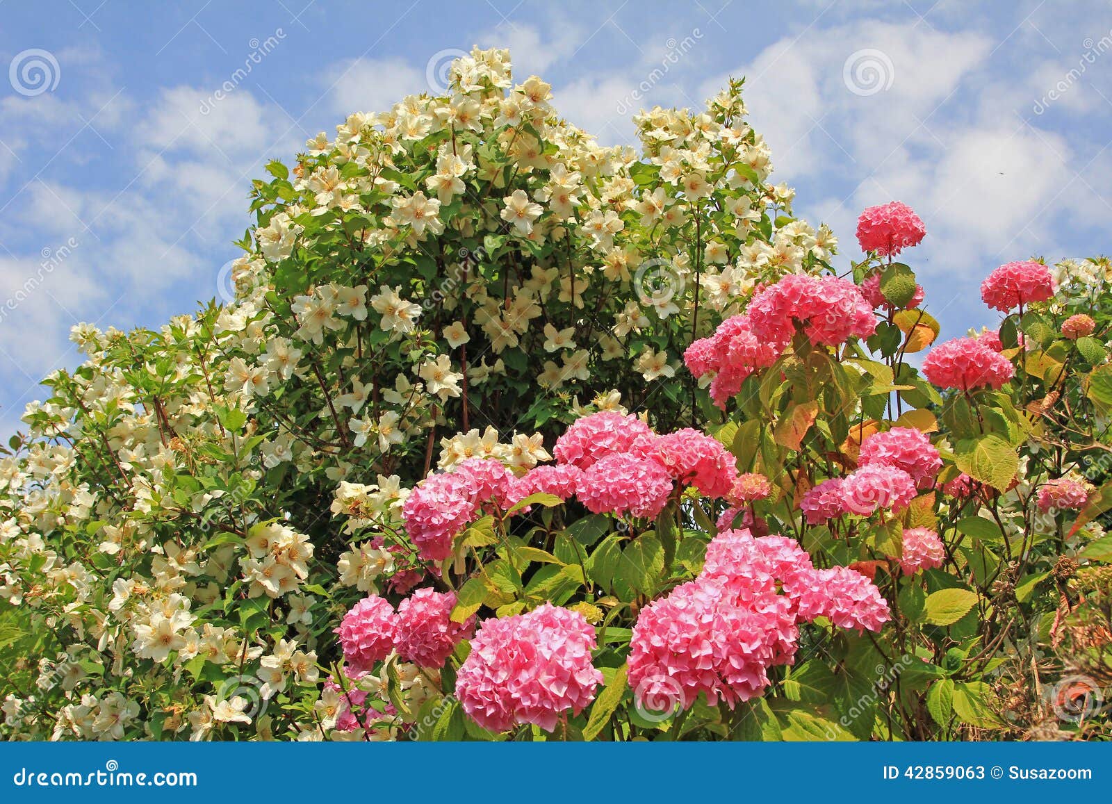 Pink Hydrangea and Fragrant Jasmine Bush Stock Image - Image of flower ...