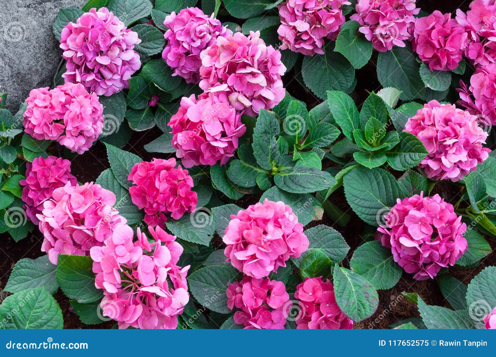 Pink hydrangea in garden stock image. Image of hydrangea - 117652575