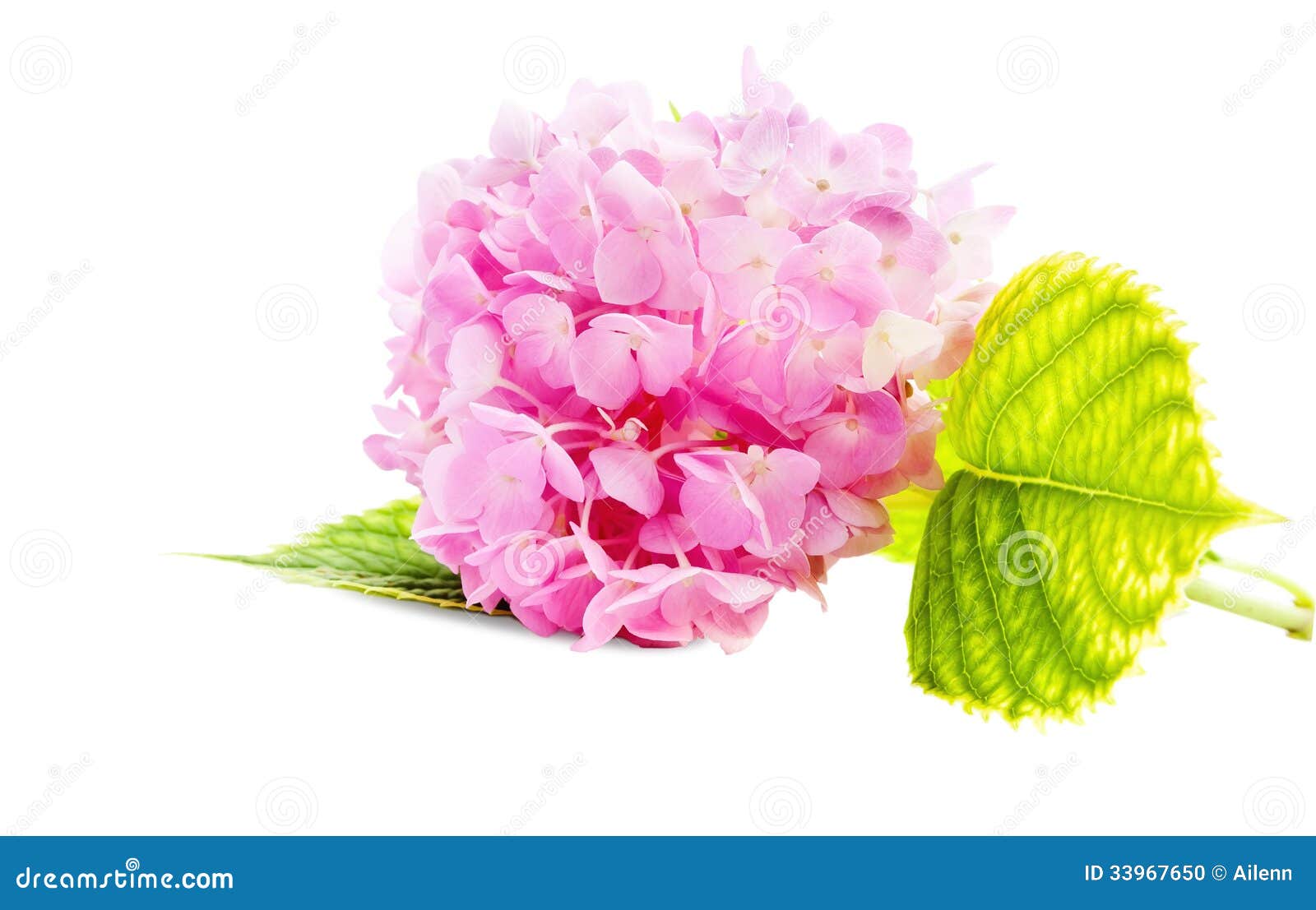 Pink Hydrangea from the Garden on White Stock Photo - Image of botany ...
