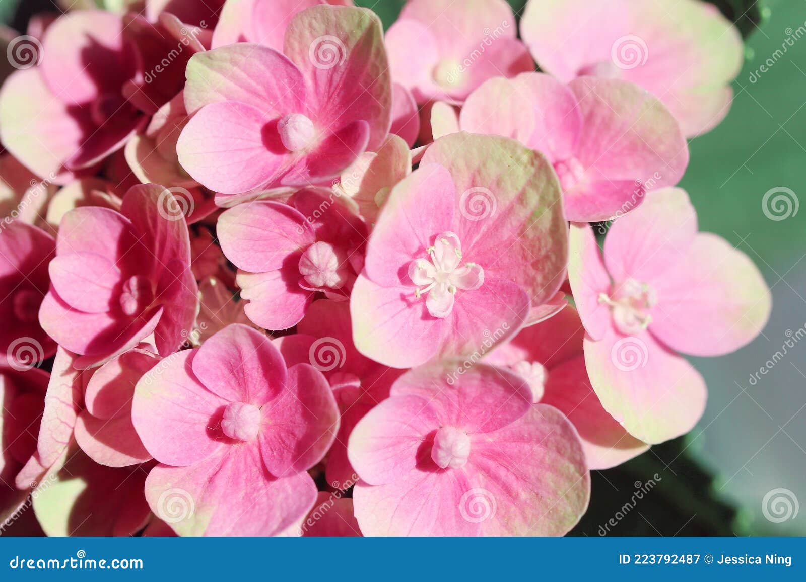 Pink Hydrangea on Green Background Stock Image - Image of hydrangea ...