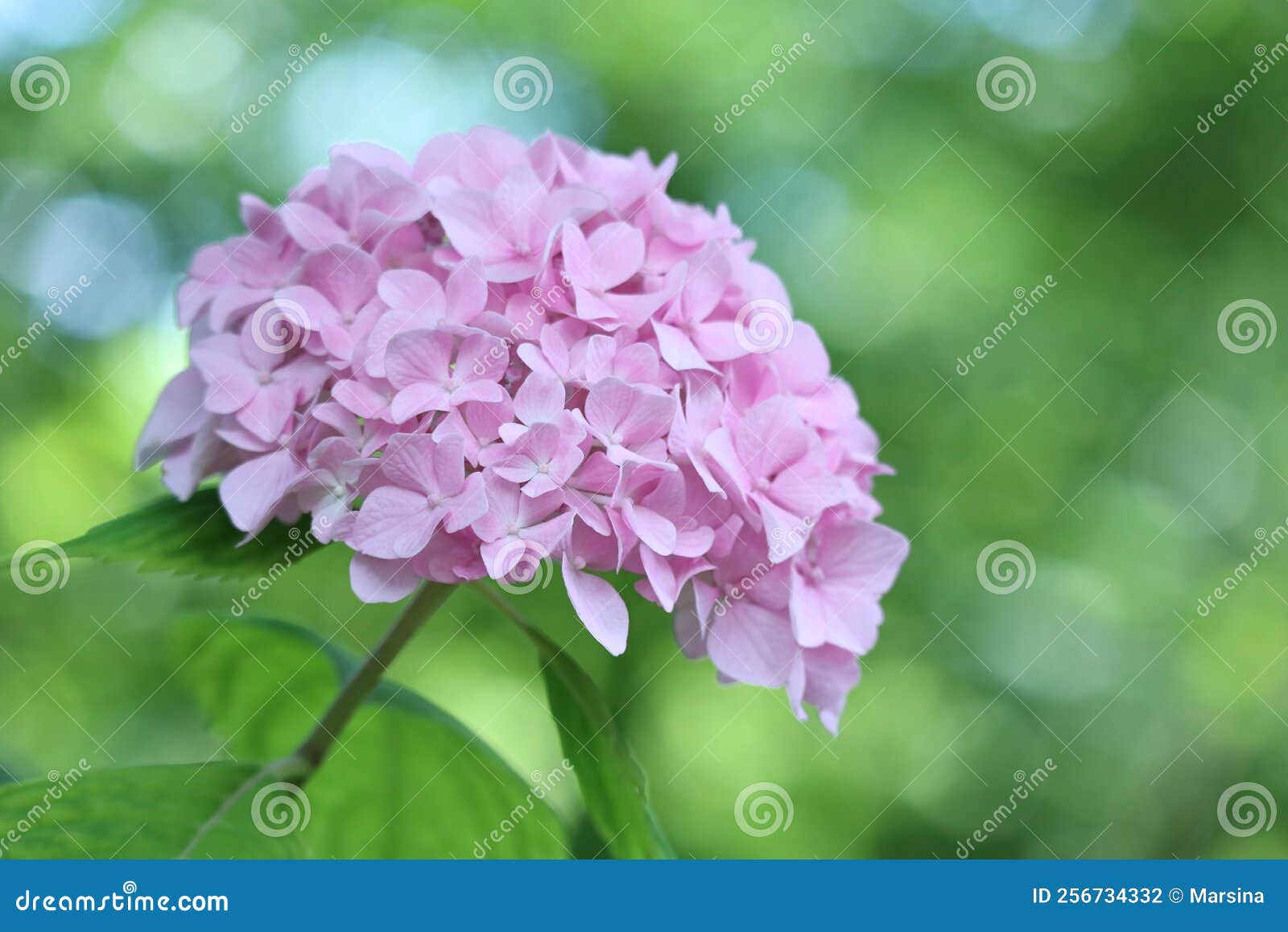 Pink hydrangea stock photo. Image of botany, pink, hydrangea - 256734332