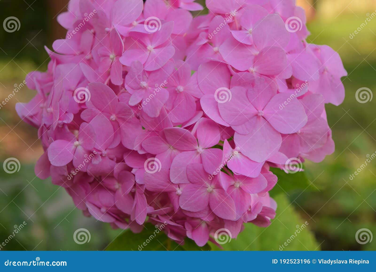 Pink hydrangea macro stock photo. Image of festive, delicate - 192523196
