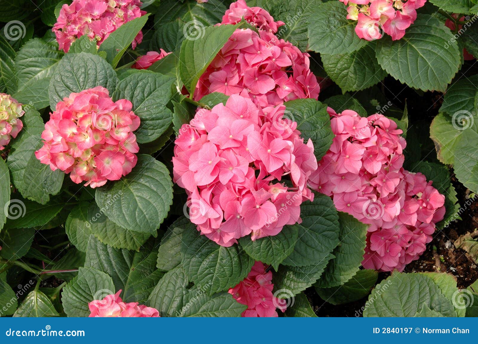 Pink hydrangea macrophylla stock image. Image of flower - 2840197
