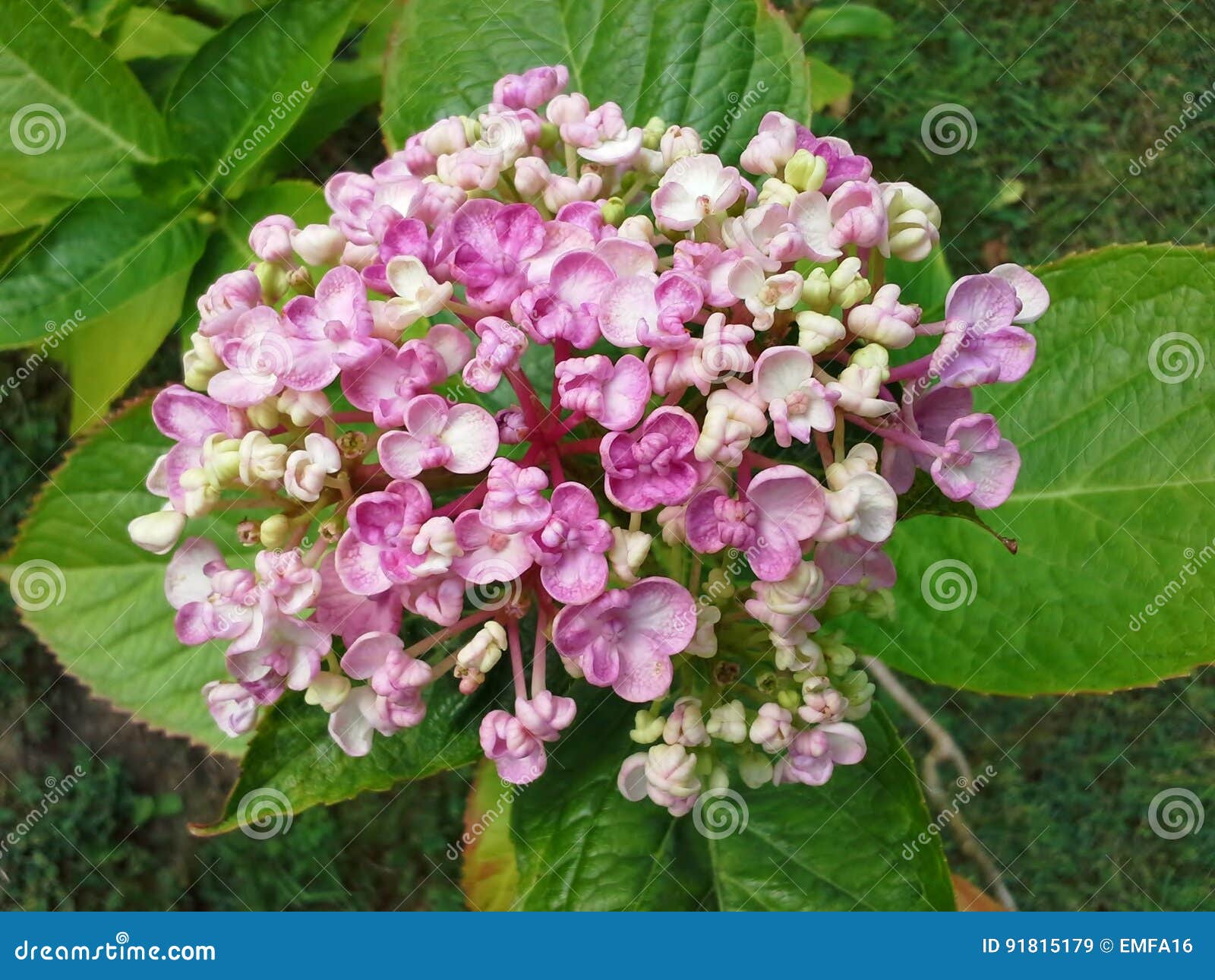 Pink Hydrangea Macrophylla Ayesha Flower Stock Image - Image of pink ...