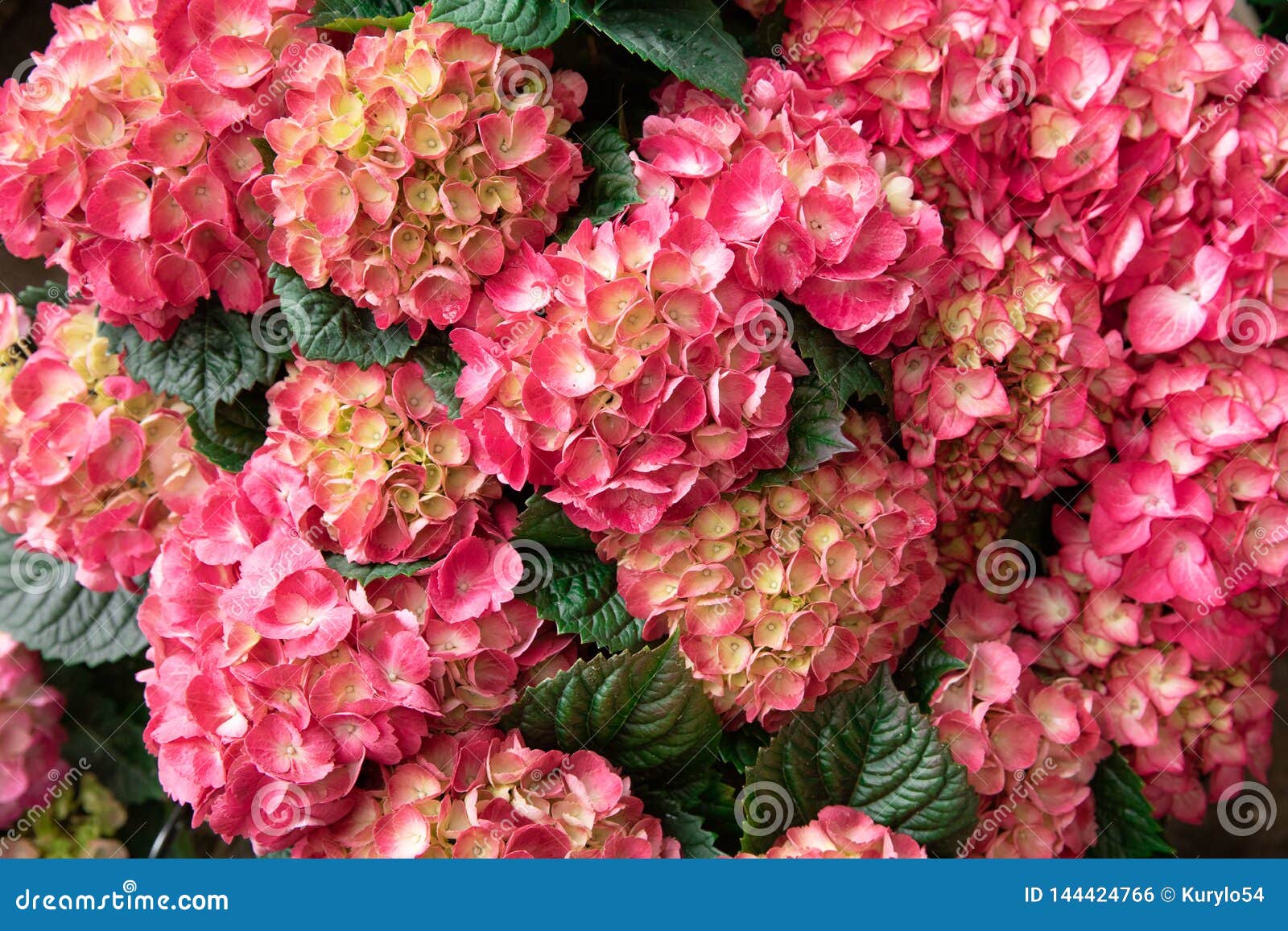 Pink Hydrangea or Hydrangea Macrophylla Floral Background. Stock Photo ...