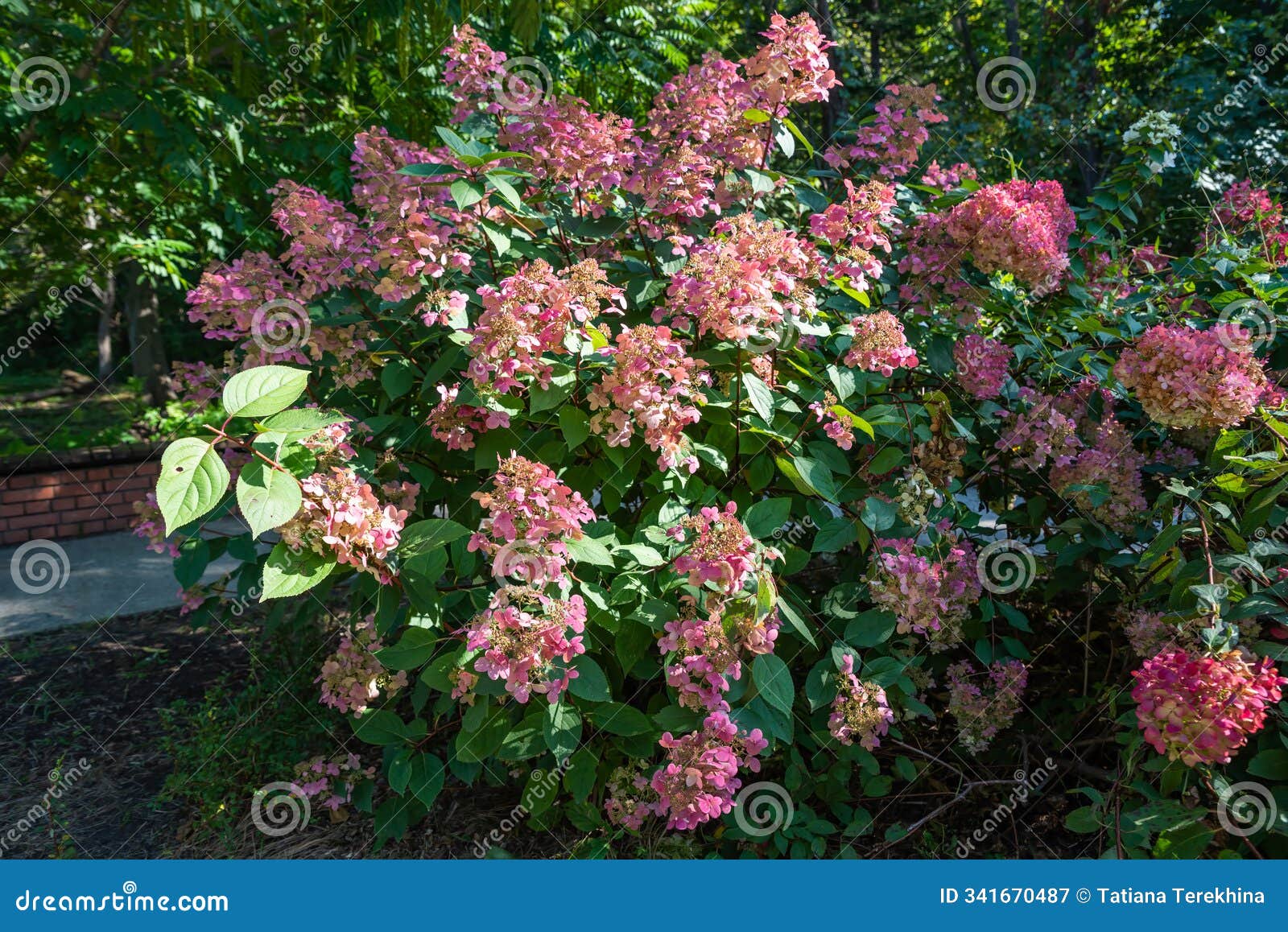 Pink Hydrangea Paniculata Branch Growing in Far East of Russia Stock ...