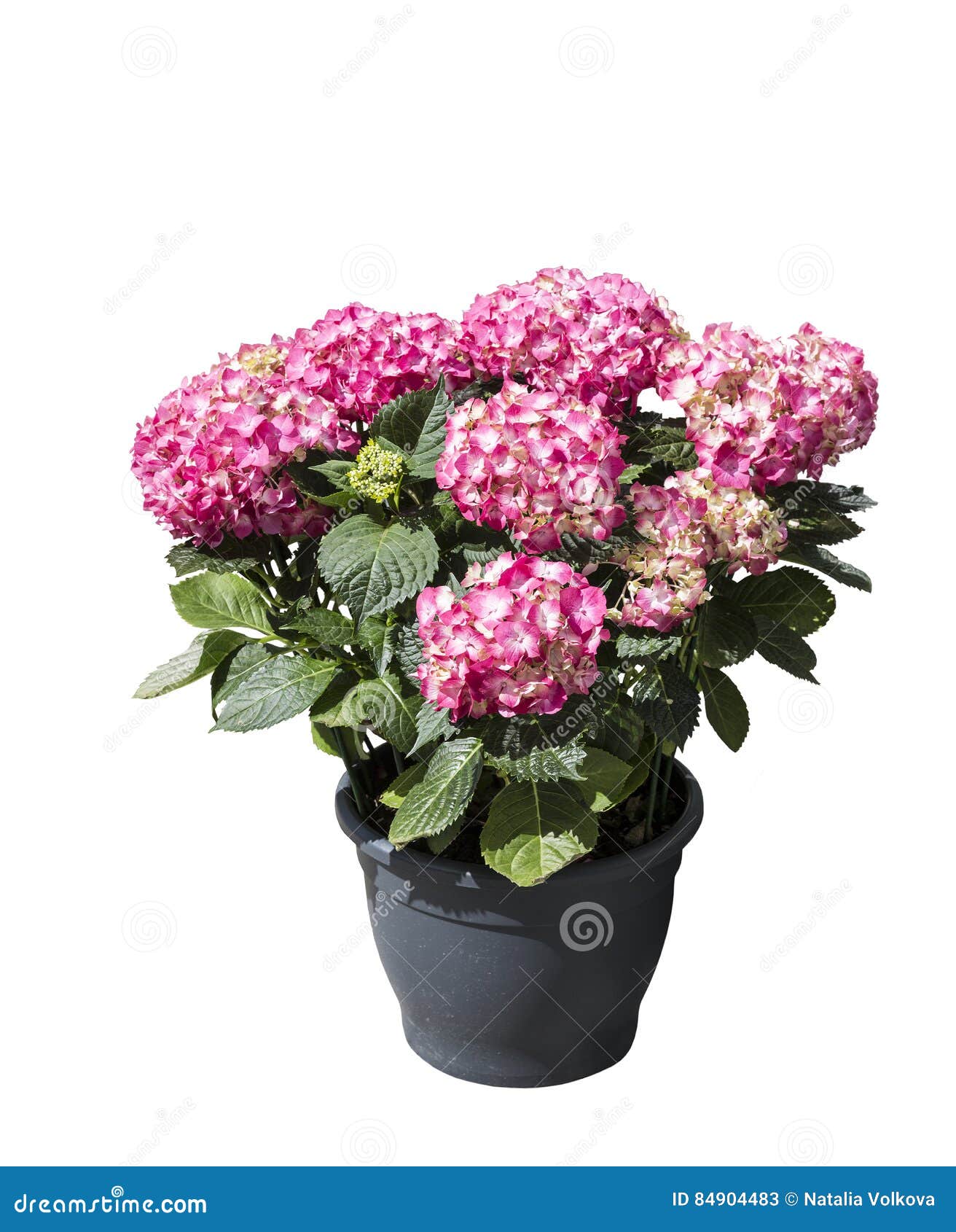 Pink Hydrangea in Pot on White Background Stock Image - Image of ...