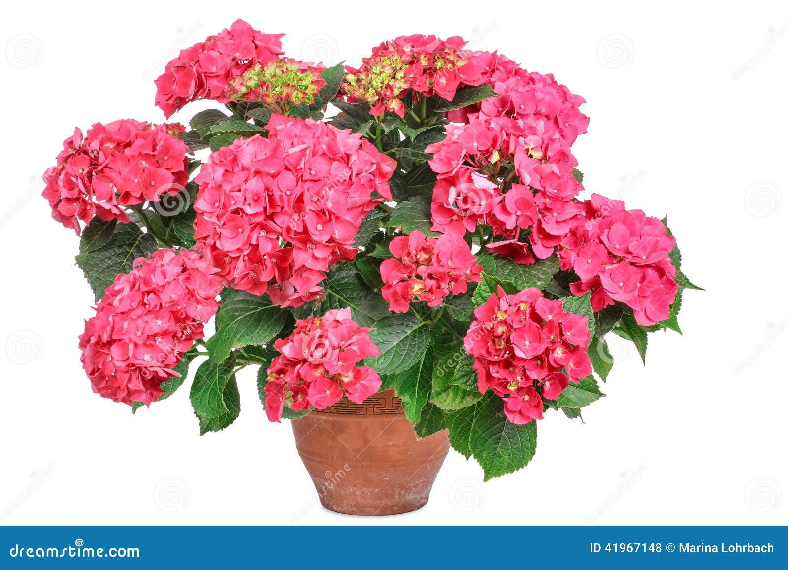 Pink hydrangea, stock photo. Image of hydrangea, leaves - 41967148