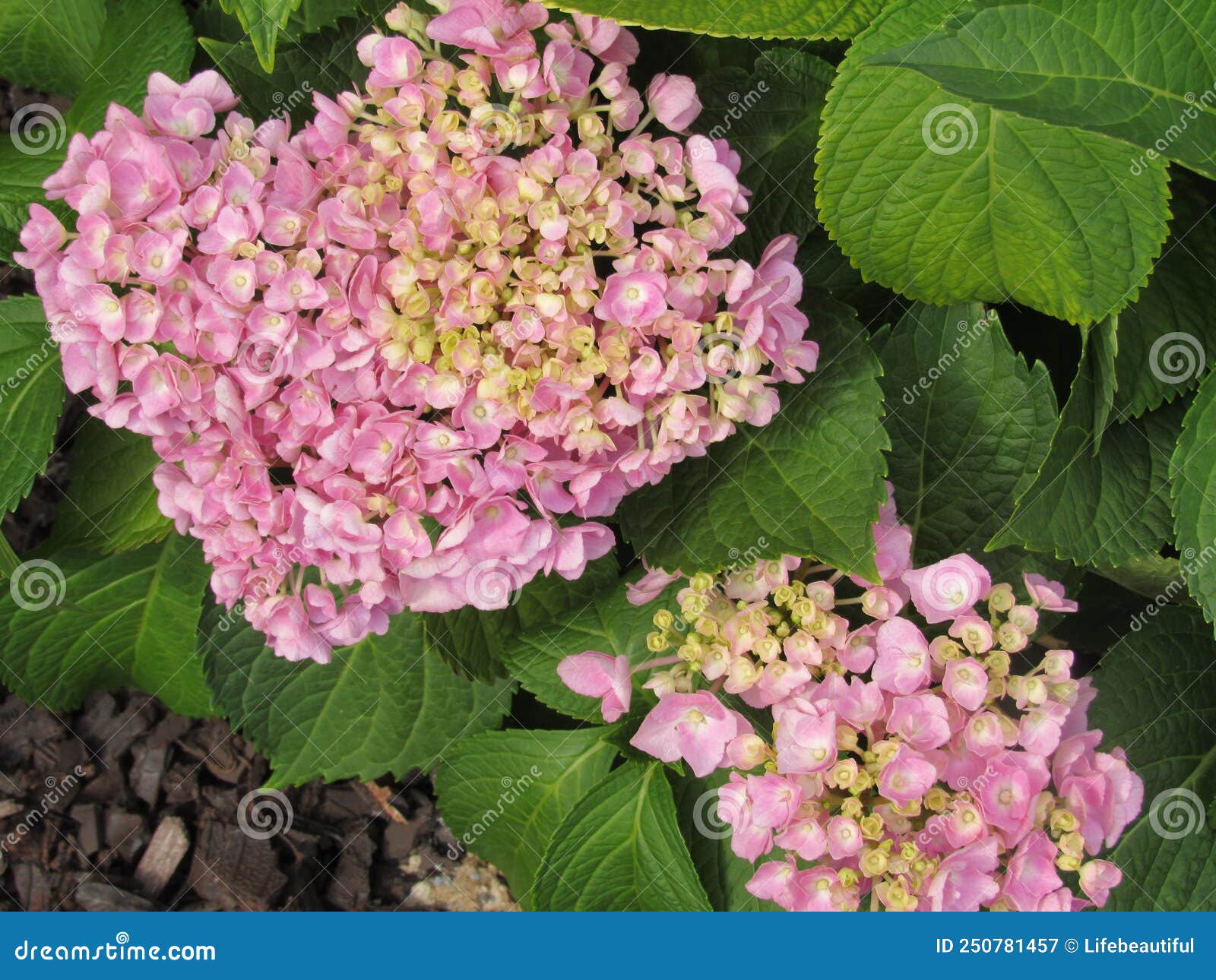 Pink hydrangea stock image. Image of pink, petal, herb - 250781457