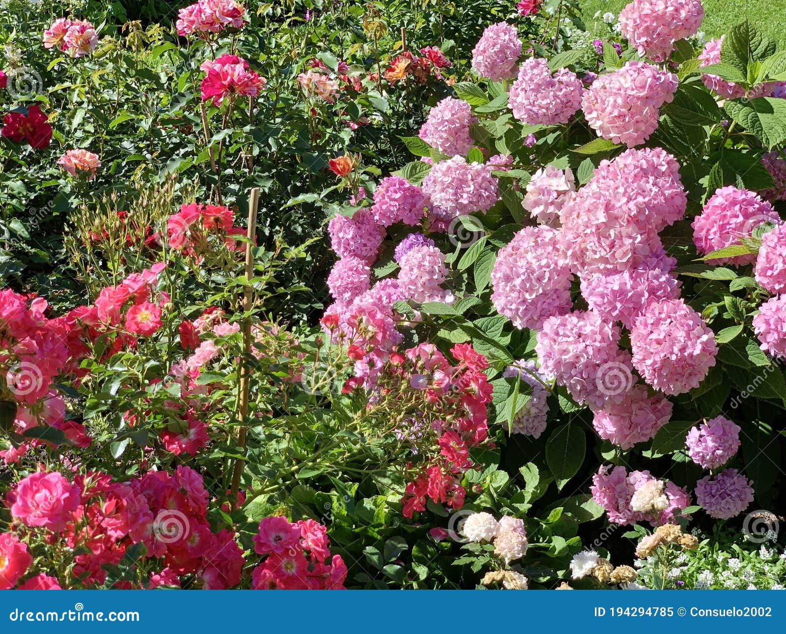 Pink hydrangea and rose stock image. Image of inflorescence - 194294785