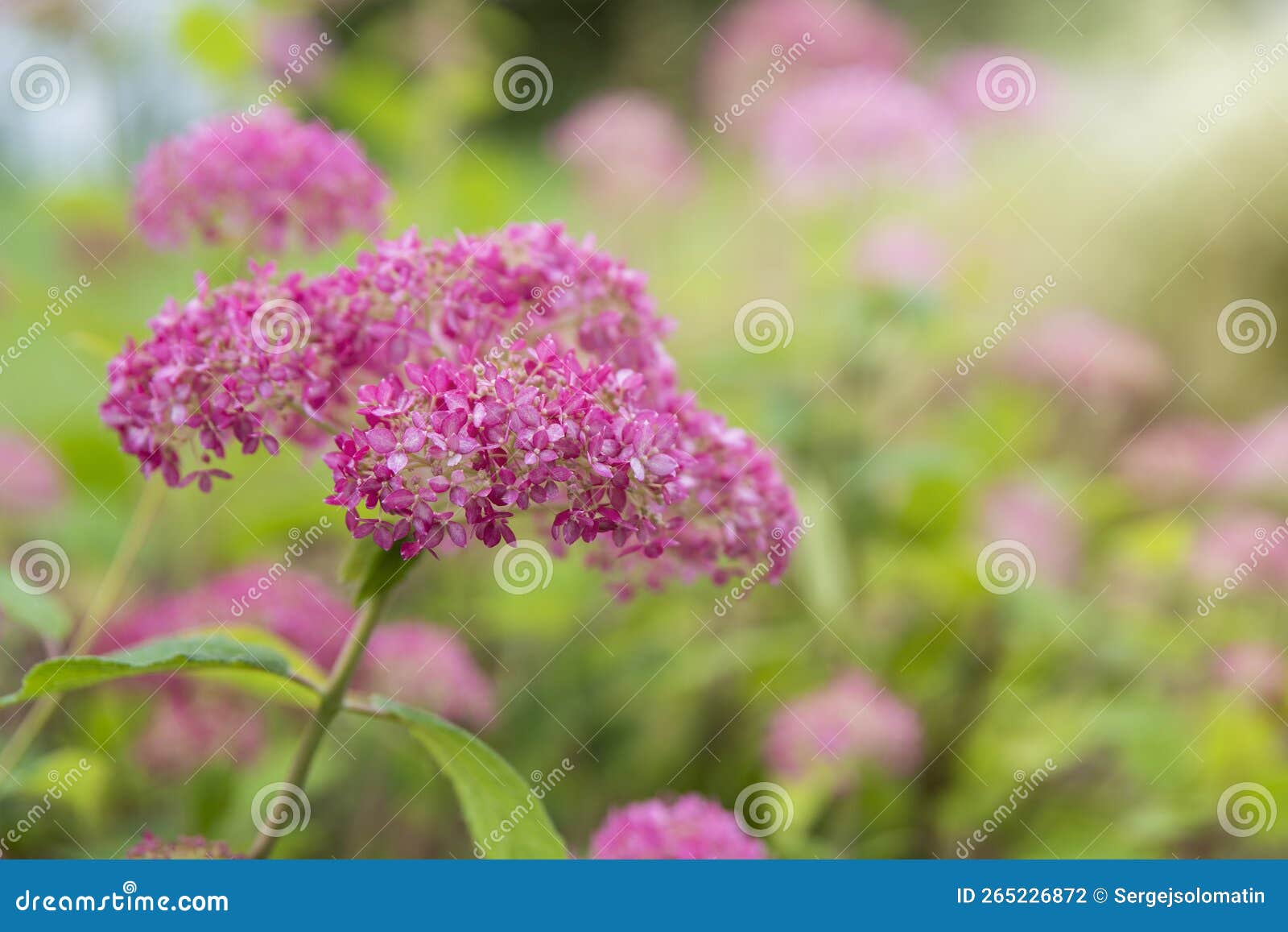 Pink Hydrangea, Sheep Flower. Flowering Hydrangea Tree, Hydrangea ...